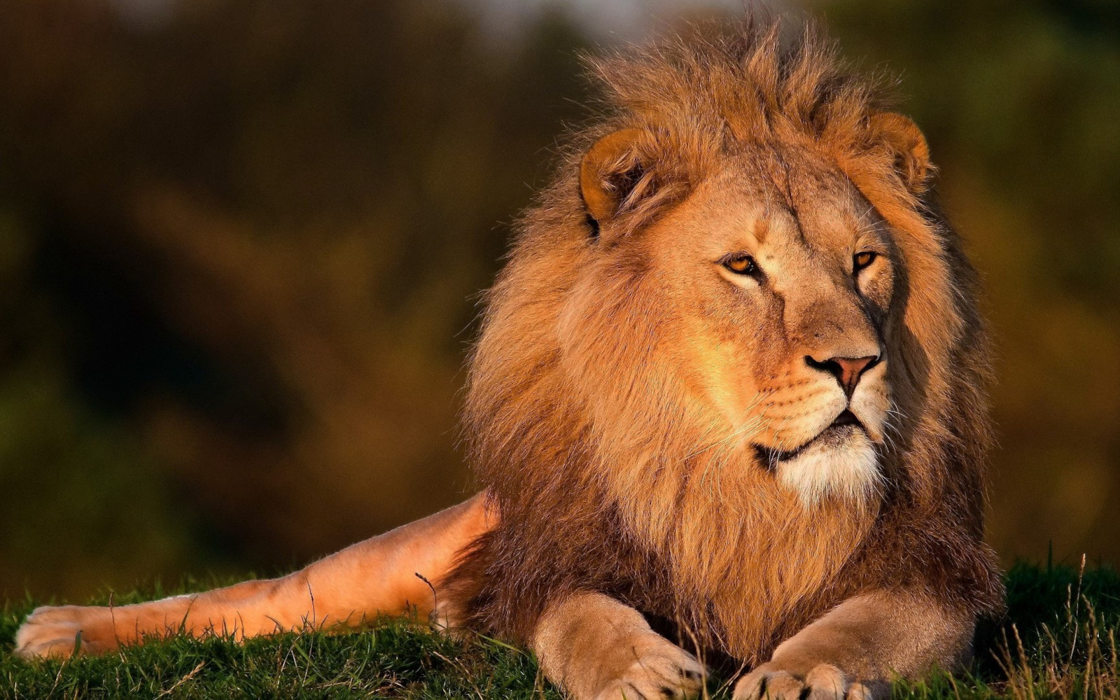 Pumperl, der Löwe - tivoli12